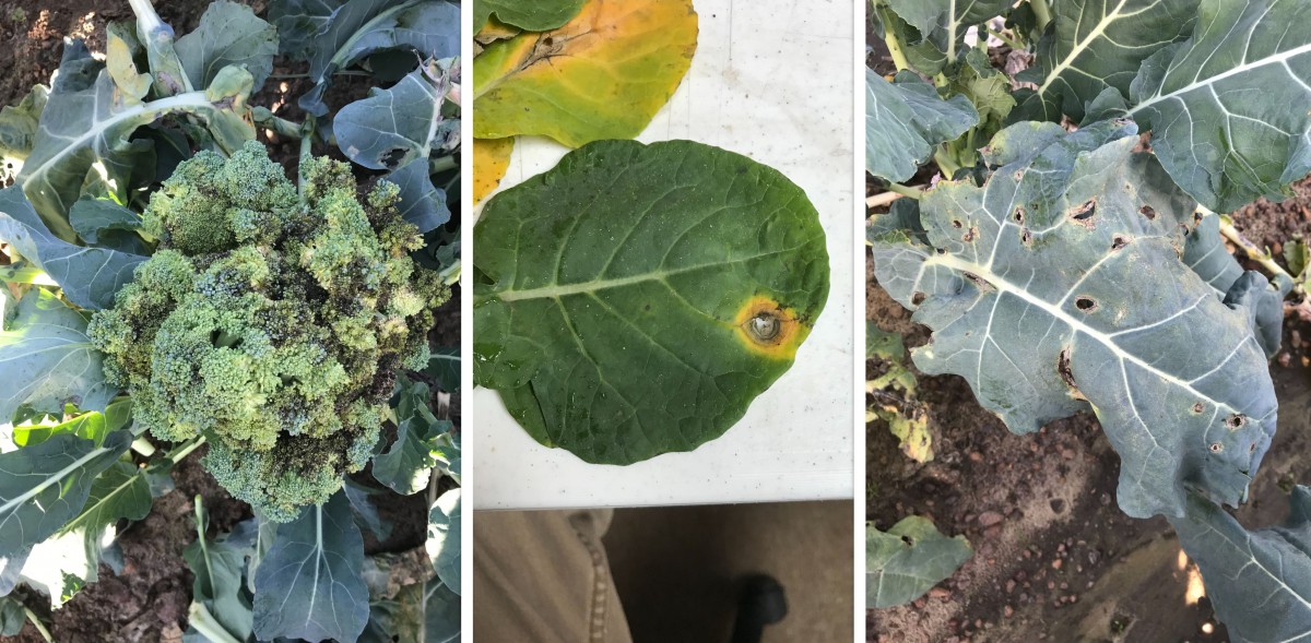 Alternaria Brassicicola Research Project | Enhancing resiliency of ...